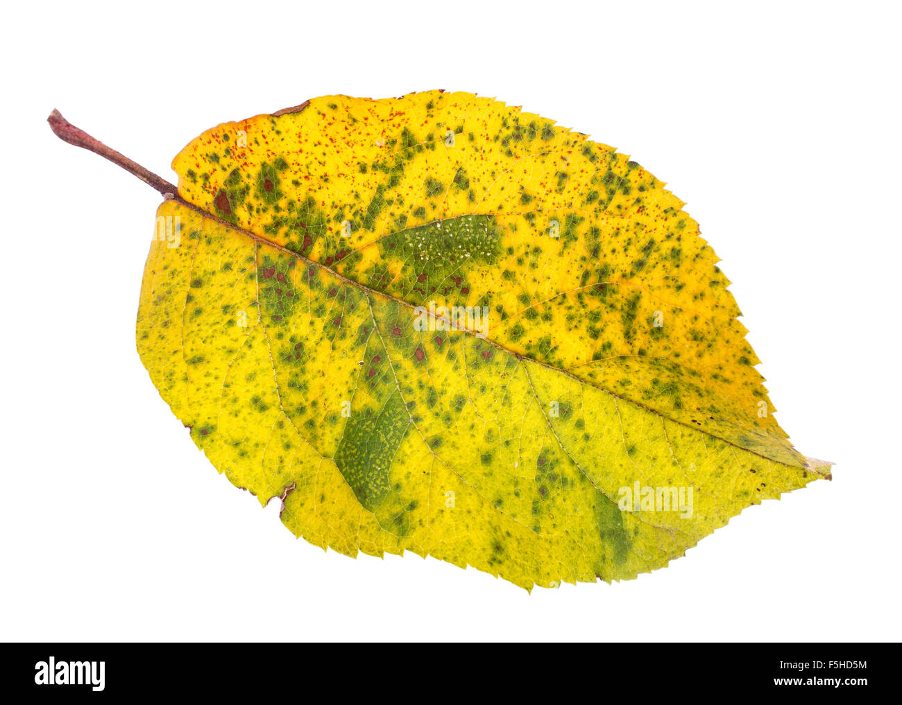Beautiful autumn tree background Cut Out Stock Images & Pictures - Alamy