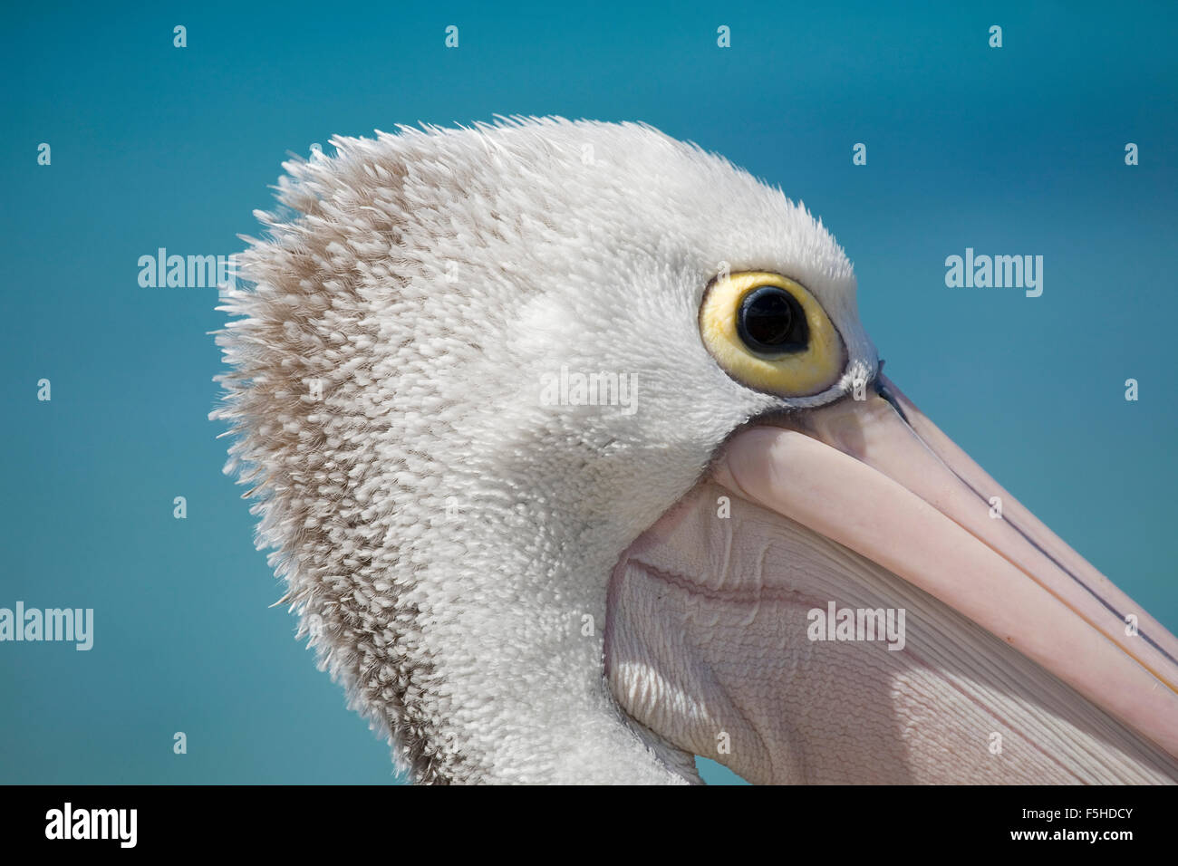 Pelican head detail hi-res stock photography and images - Alamy