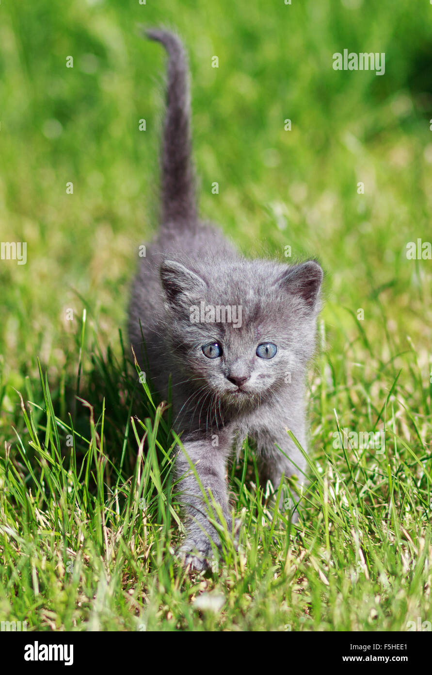 Curious cat little cute hi-res stock photography and images - Alamy