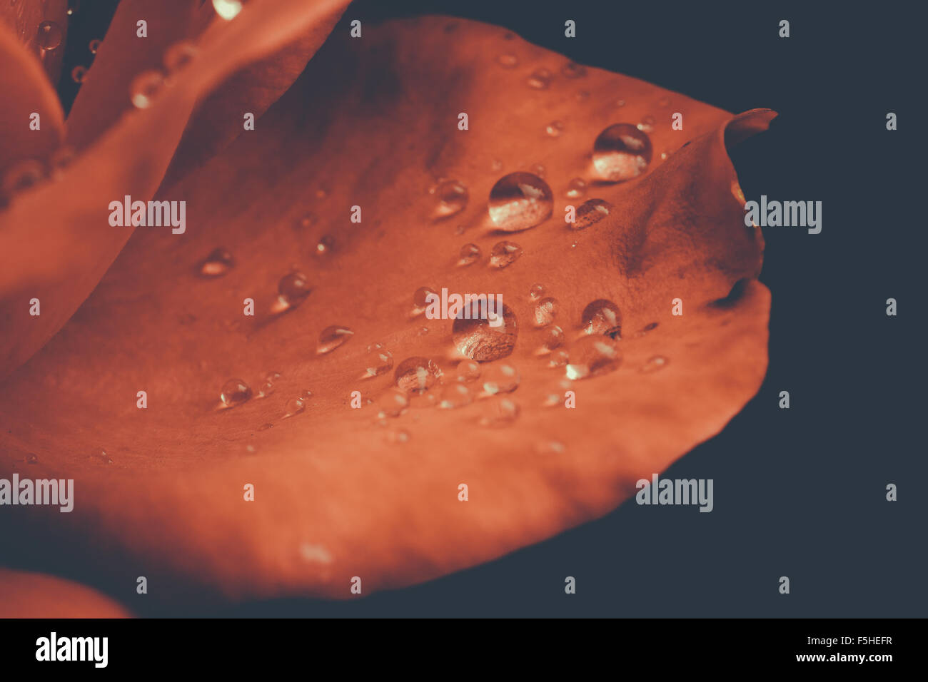 dew drops on the leaves of red roses Stock Photo - Alamy