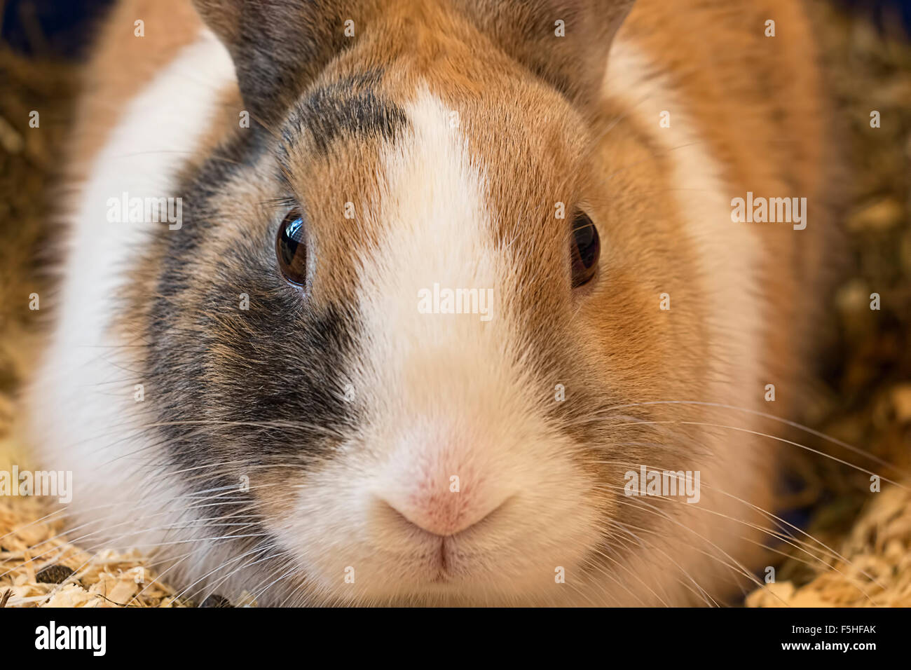 Three colored rabbit having a rest. Close-up portrait Stock Photo - Alamy