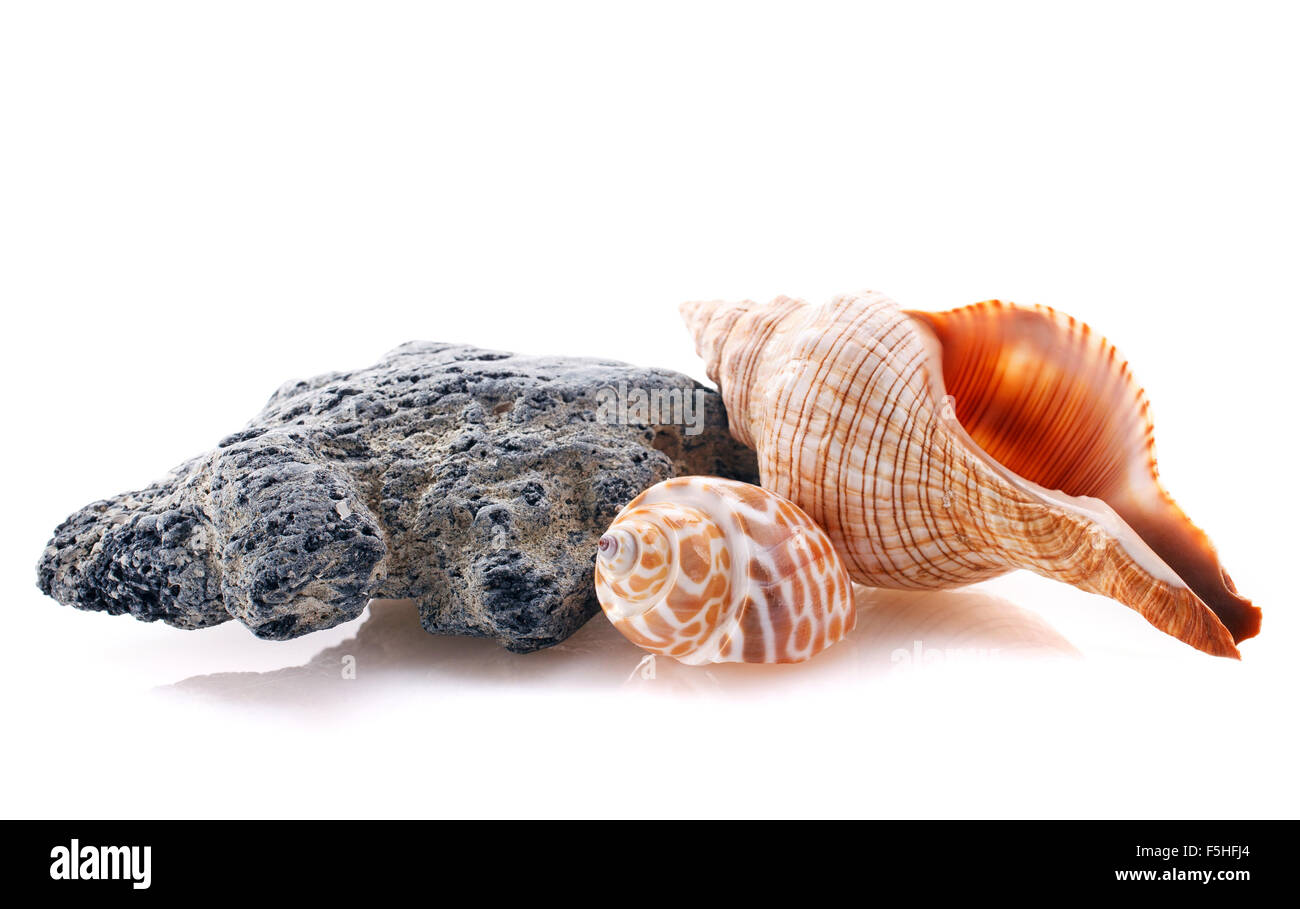 Natural shell rock stone hi-res stock photography and images - Alamy
