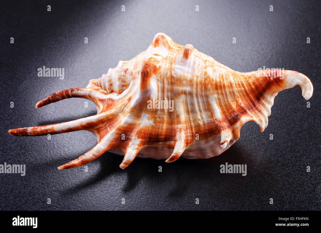 Spiral seashell black white hi-res stock photography and images - Alamy