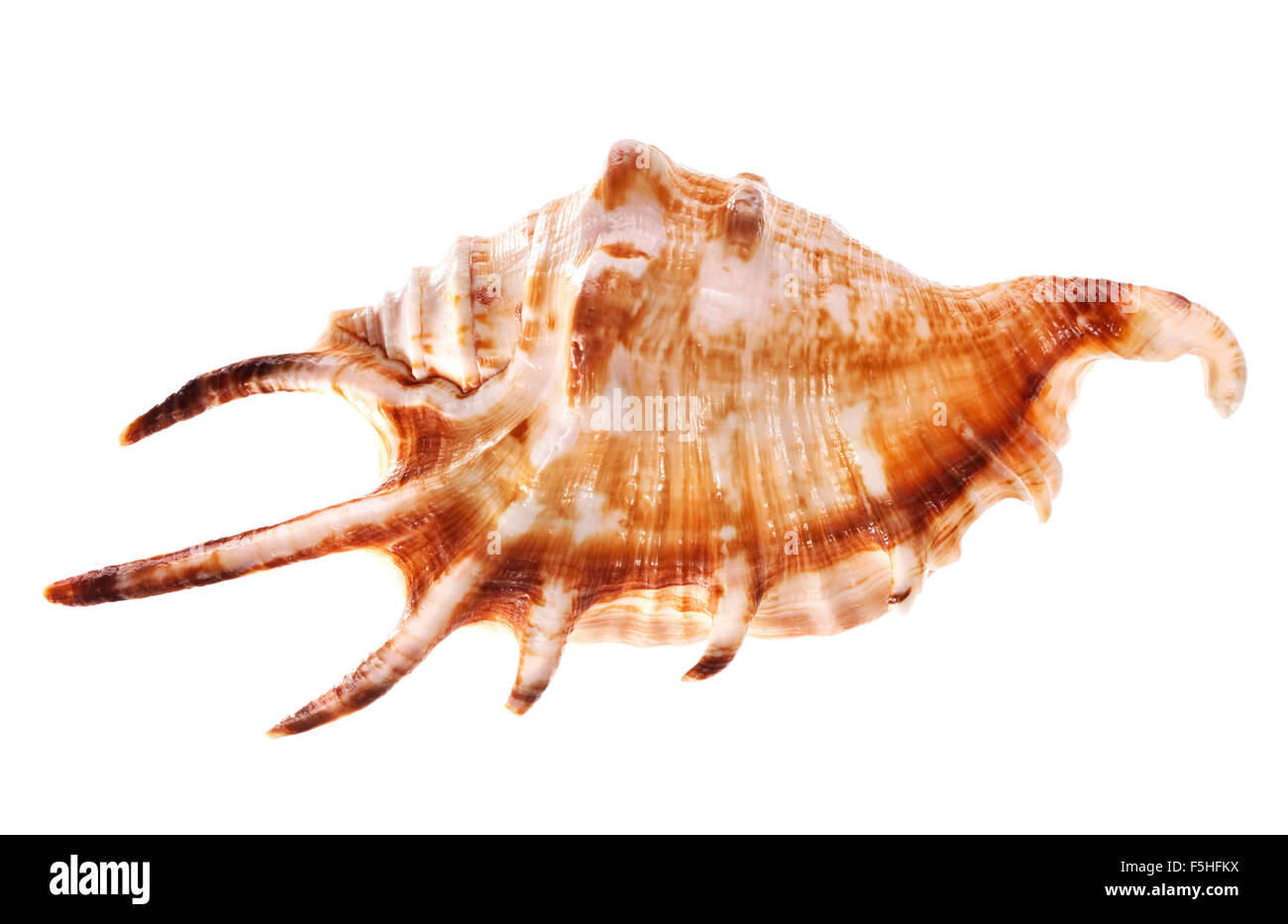 Sea shell isolated on white background Stock Photo - Alamy