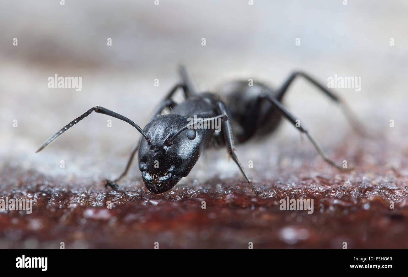 big forest ant eats strawberry jam Stock Photo - Alamy