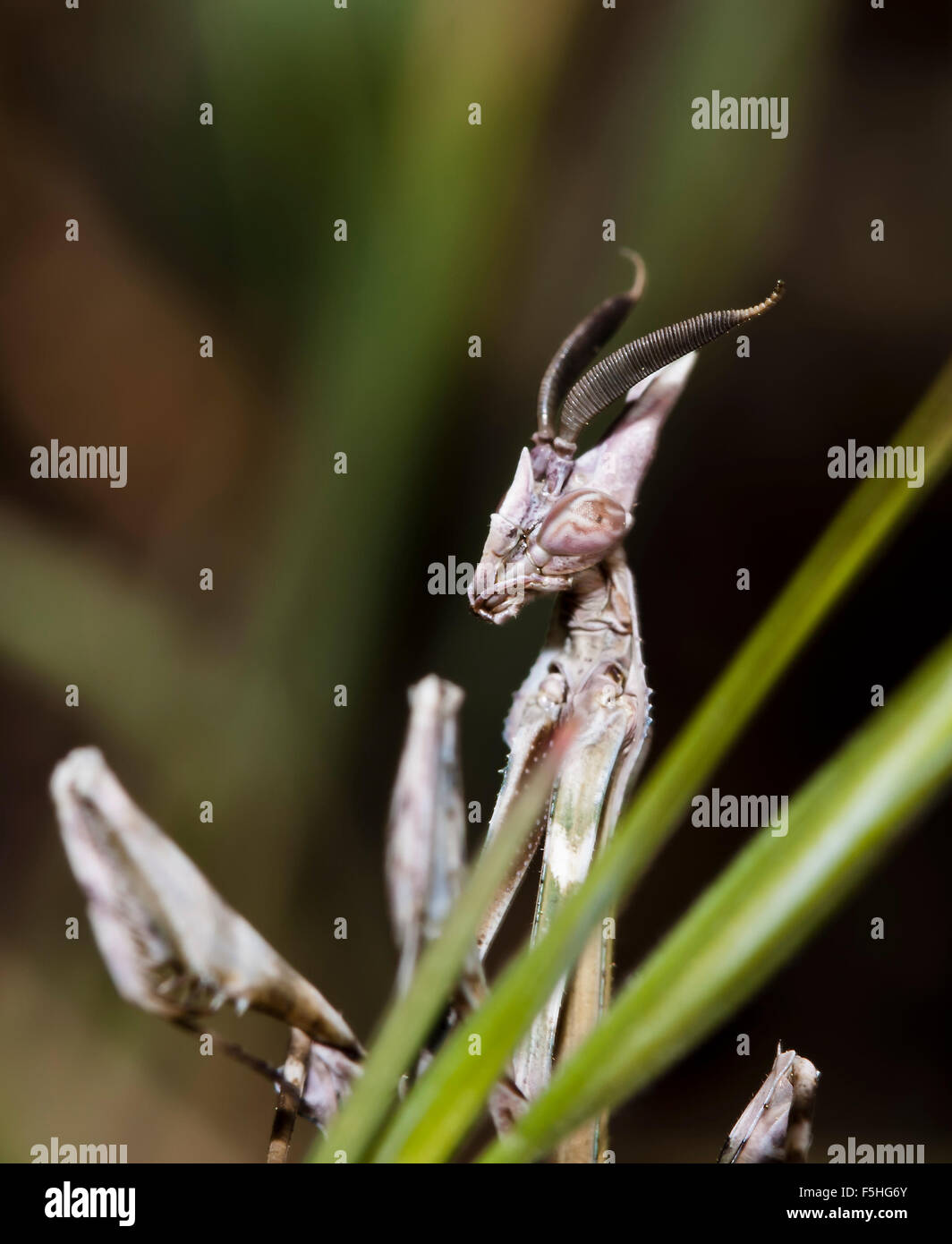 mantis in a native habitat Stock Photo - Alamy