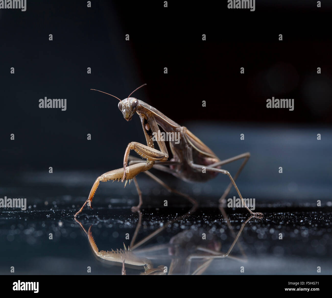 large female of the mantis on a glass surface Stock Photo - Alamy