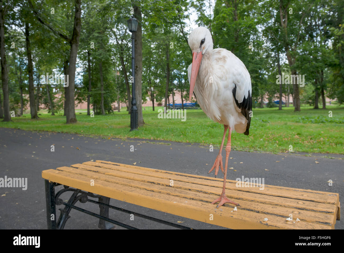 Adult stork standing on a bench Stock Photo - Alamy