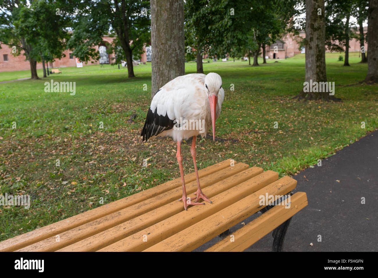 Adult stork standing on a bench Stock Photo - Alamy