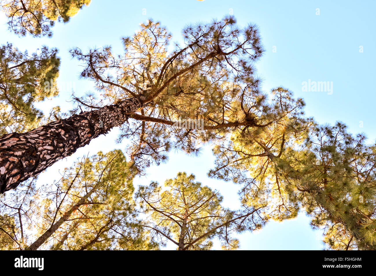 Pine Tree View Stock Photo - Alamy