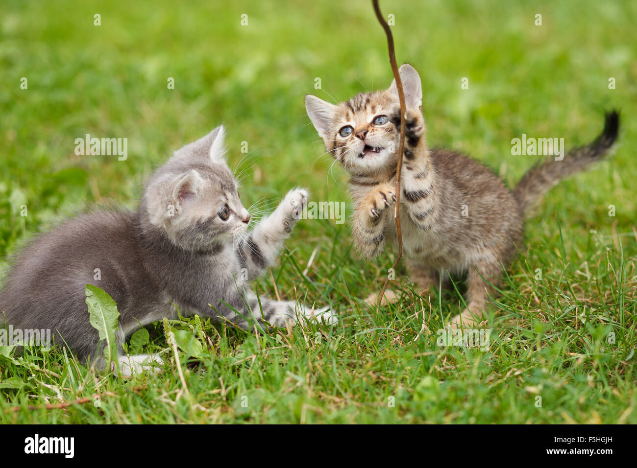 Kittens cute garden hi-res stock photography and images - Alamy