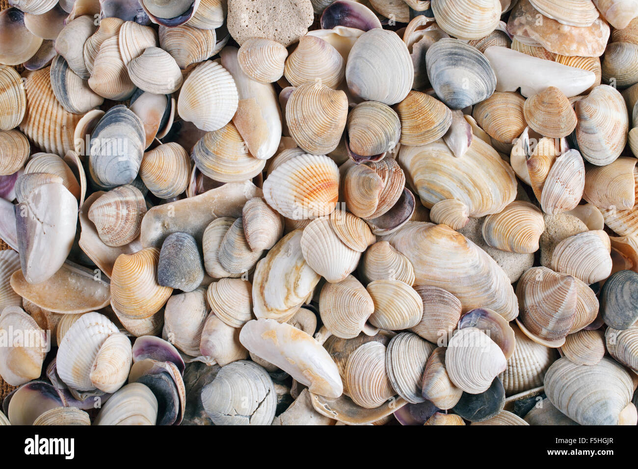 sea shells background Stock Photo - Alamy