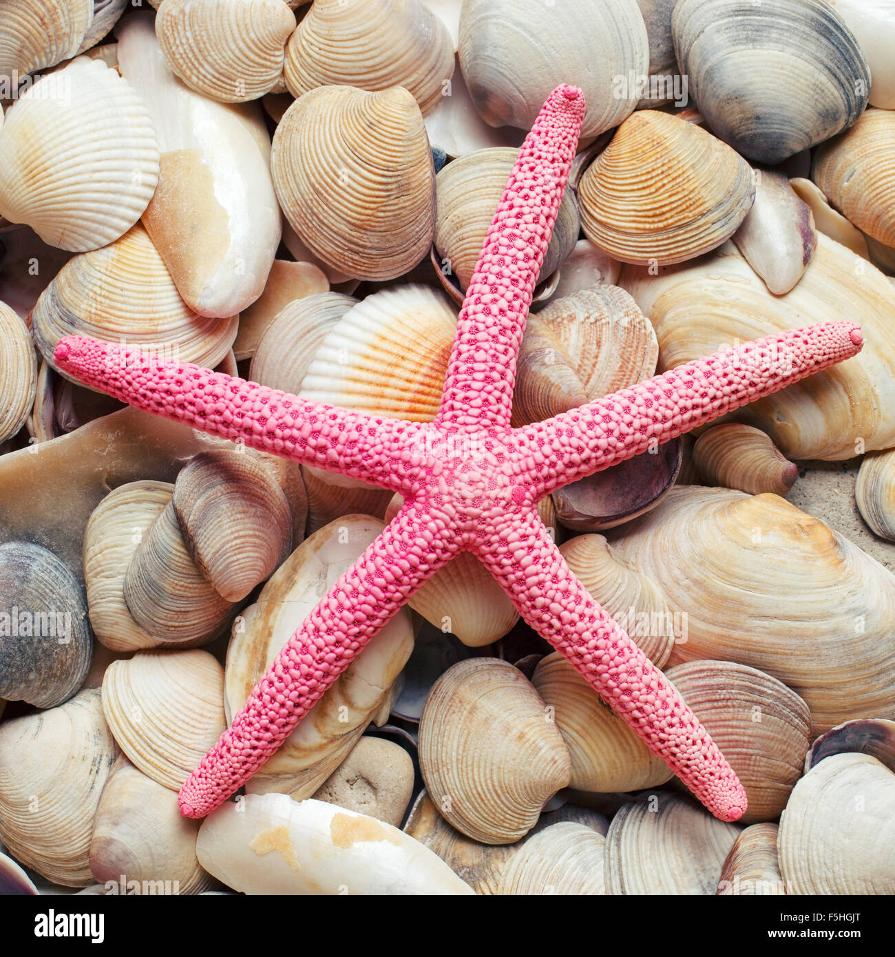 sea shells background.Starfish Stock Photo - Alamy