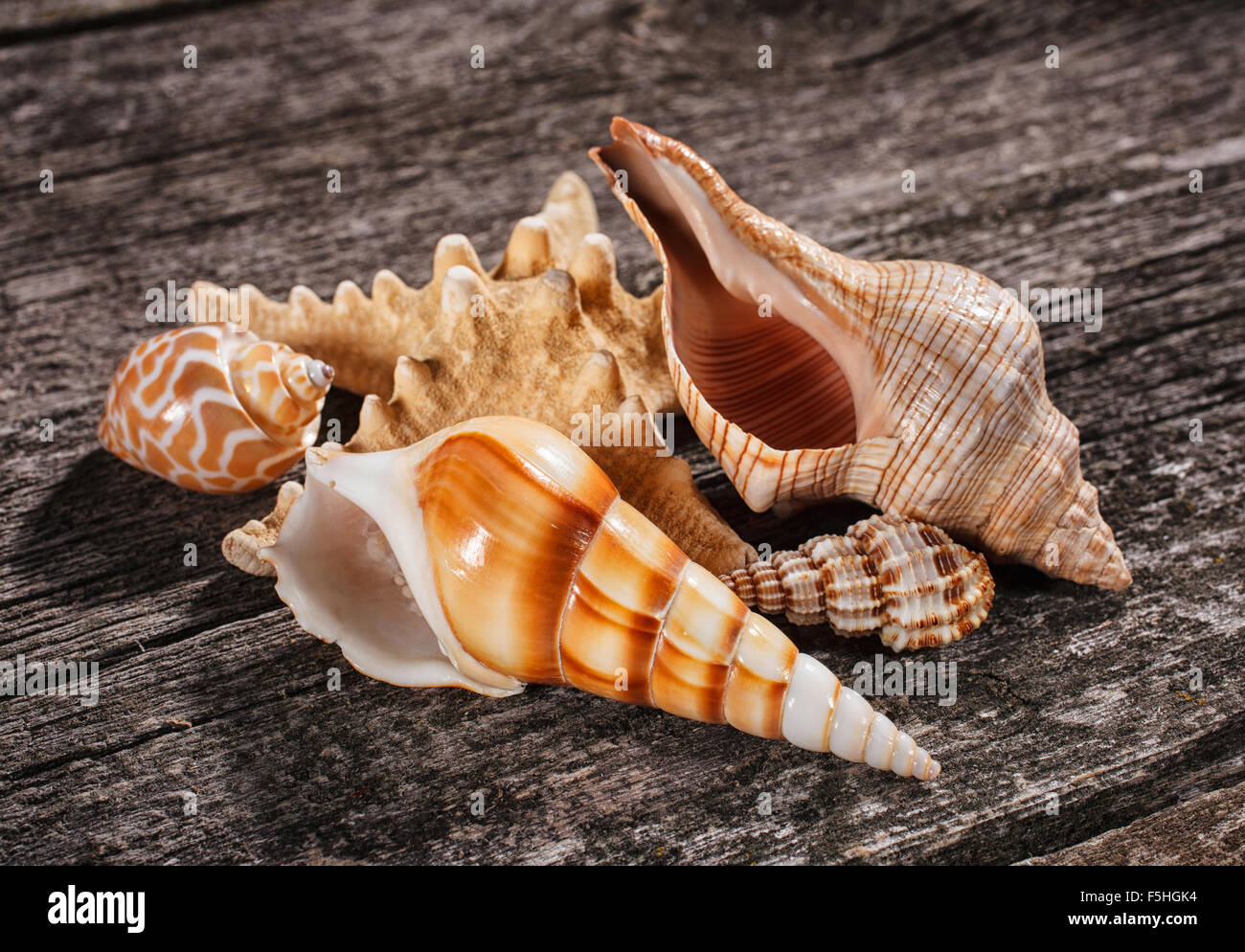 Sea shells on wooden background Stock Photo - Alamy