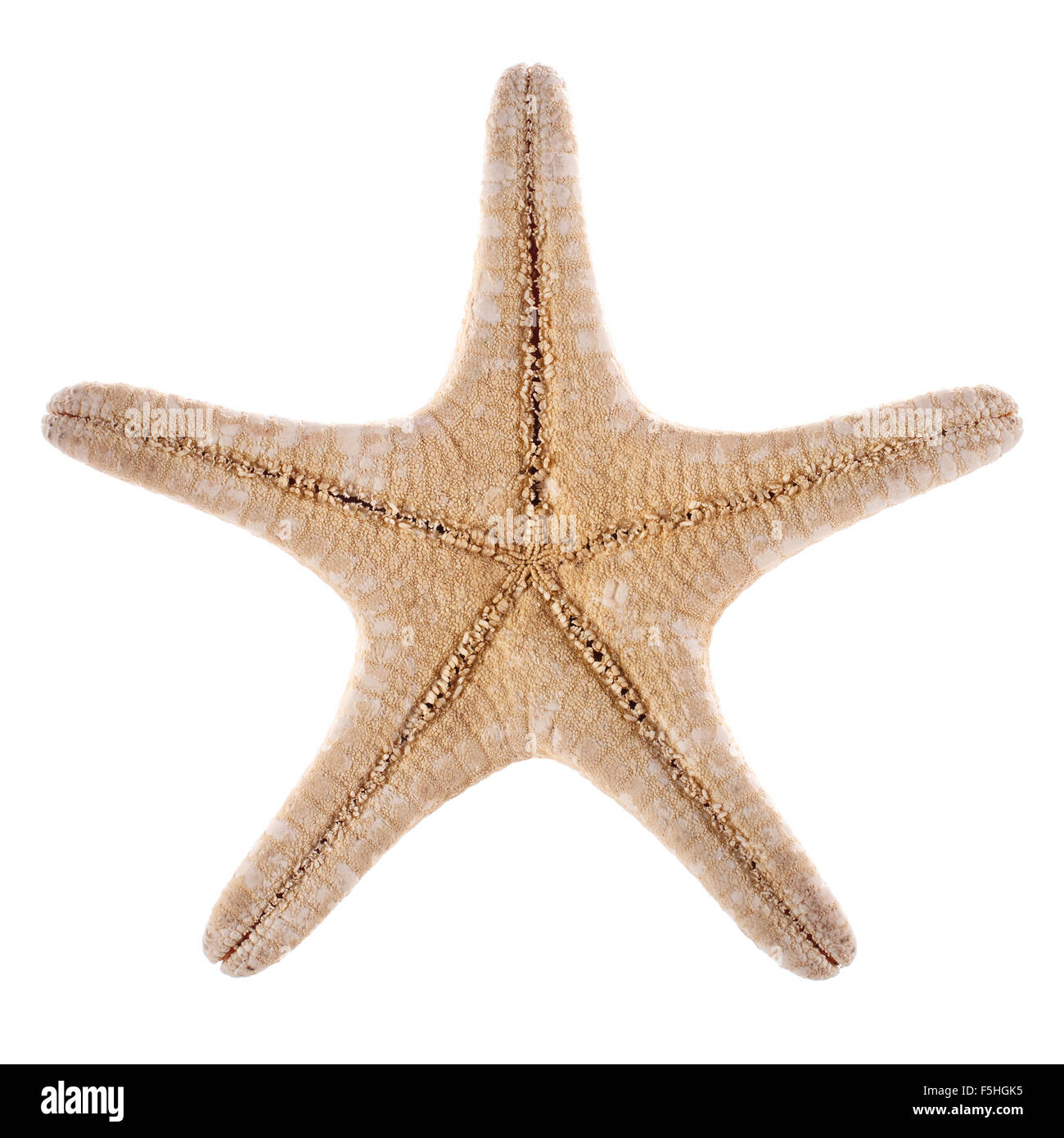 Sea shell in water Cut Out Stock Images & Pictures - Alamy