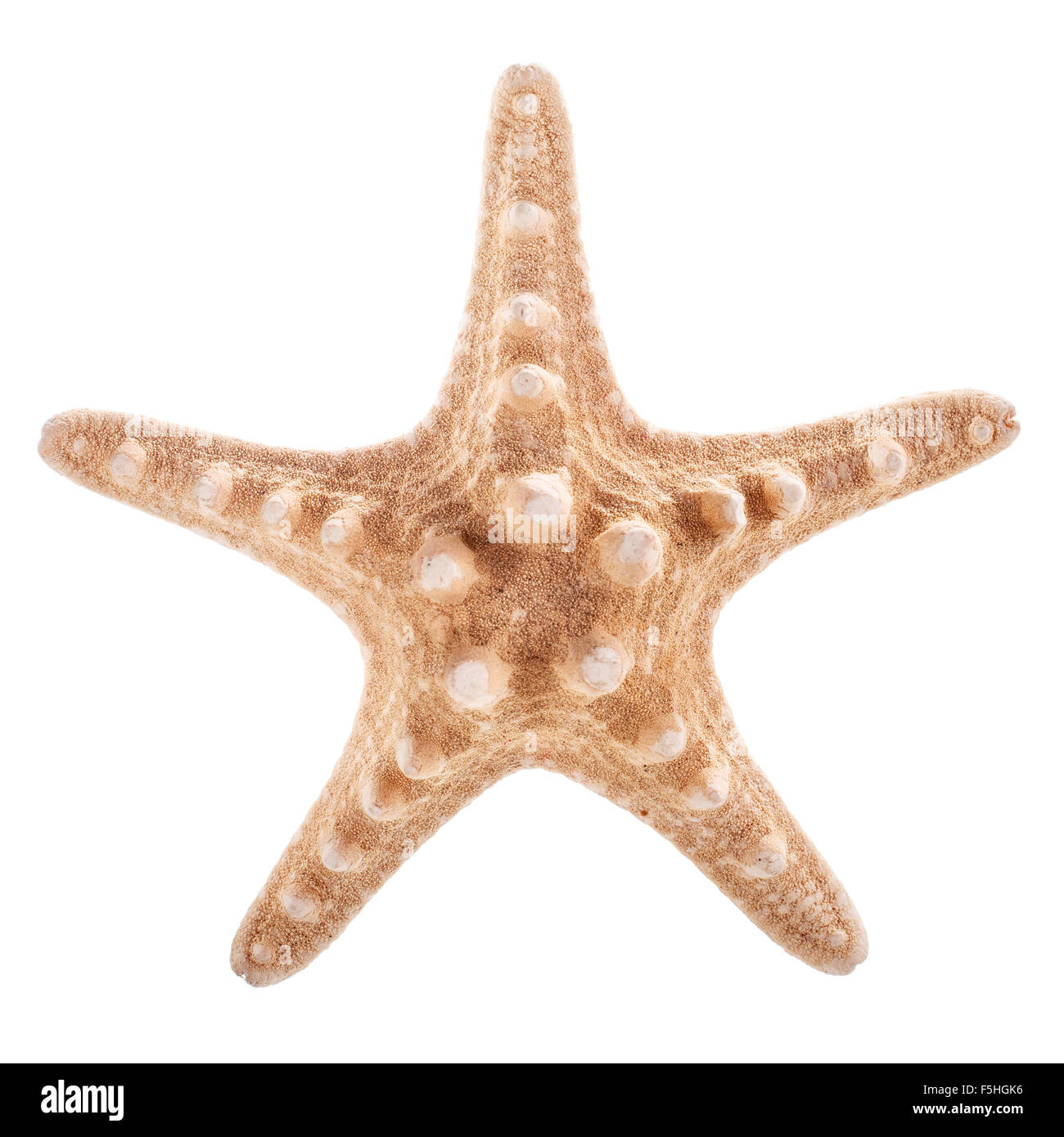 Sea Shell in the shape of star isolated Stock Photo - Alamy