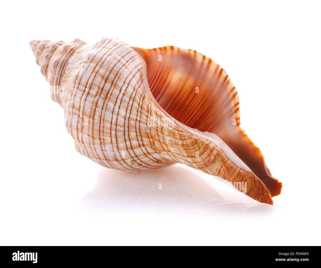 Sea shell isolated on white background Stock Photo - Alamy