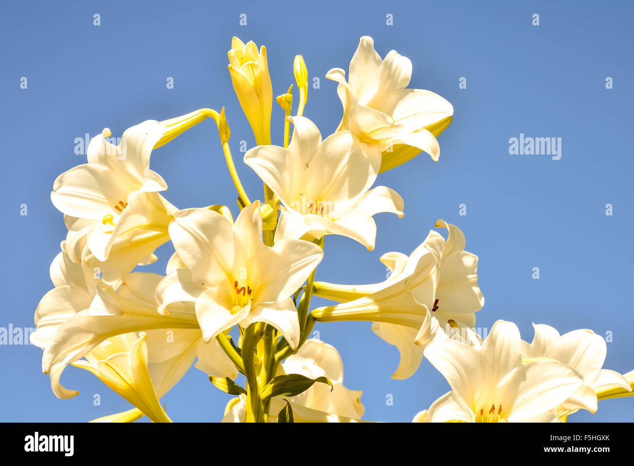 Blooming Flower Background Stock Photo - Alamy
