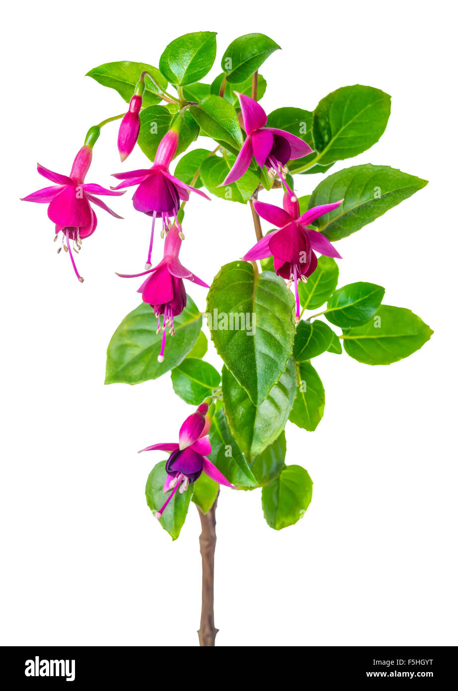 blooming red fuchsia flower is isolated on white background, closeup ...