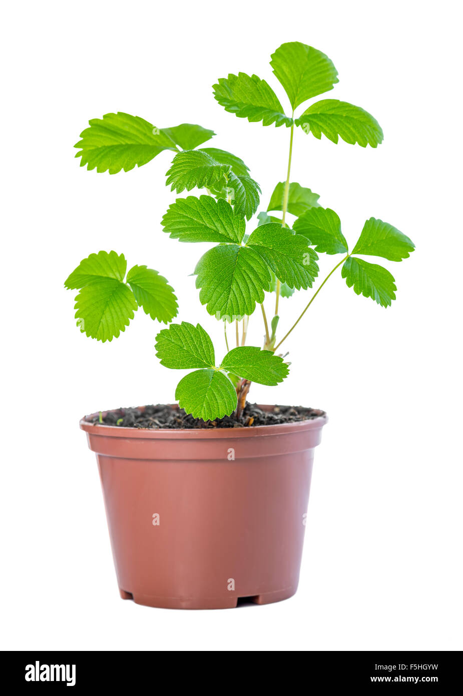 Flowering strawberry fragaria Cut Out Stock Images & Pictures - Alamy