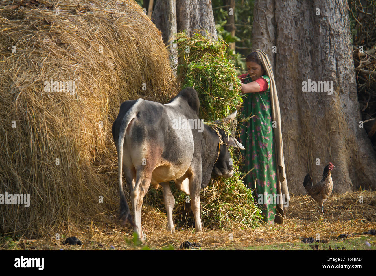 Tribal people farming hi-res stock photography and images - Alamy