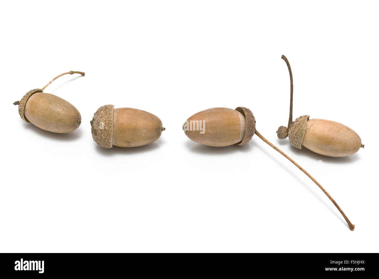 Four oak acorns isolated on white Stock Photo - Alamy