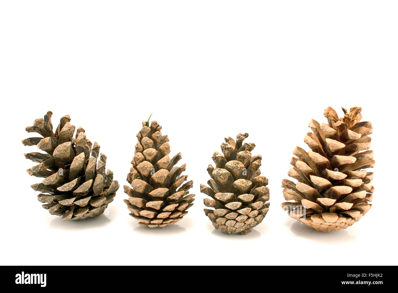 Four pine cones isolated on white Stock Photo - Alamy