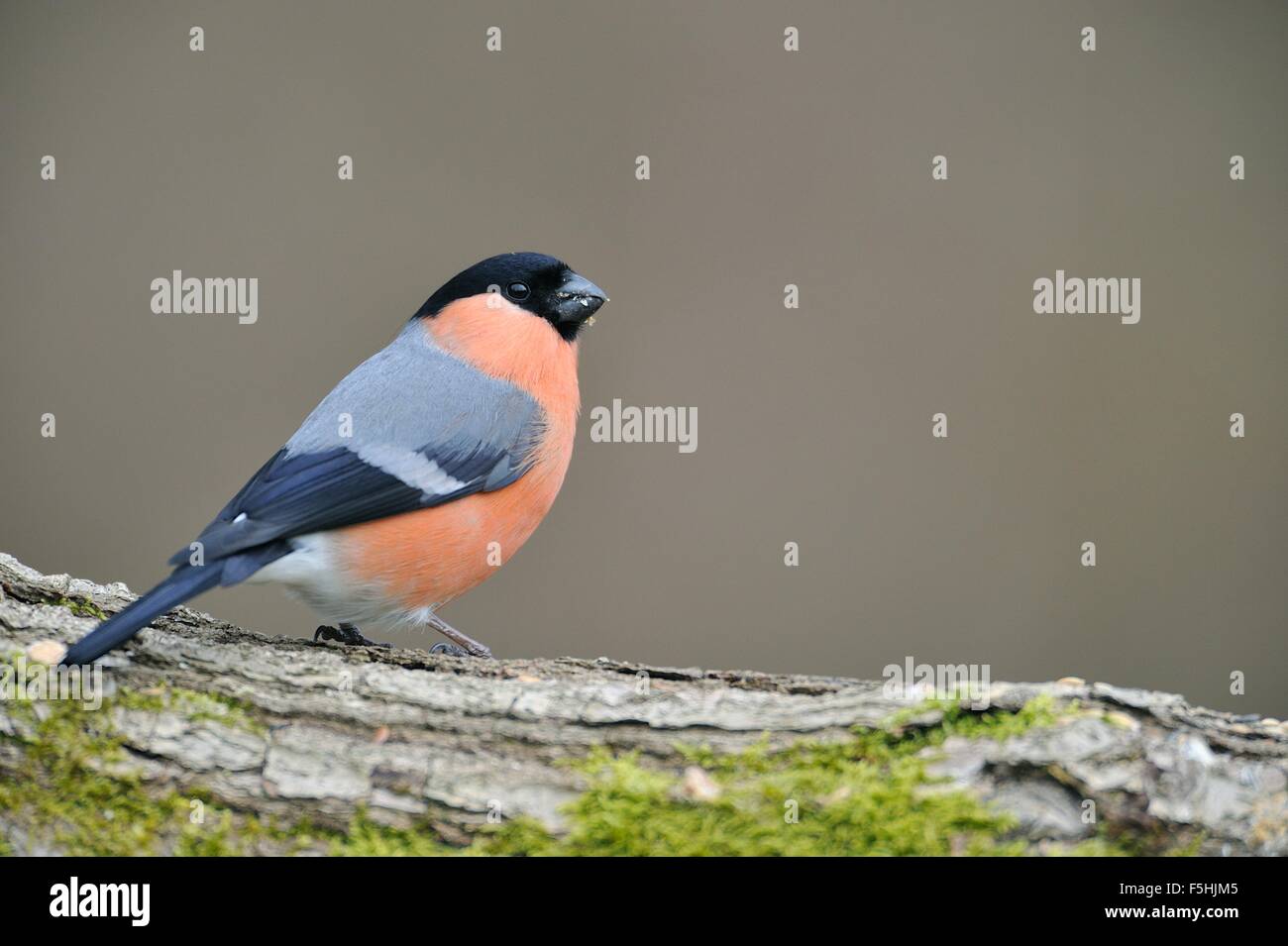 Eurasian Bullfinch - Northern Bullfinch - Common Bullfinch (Pyrrhula ...