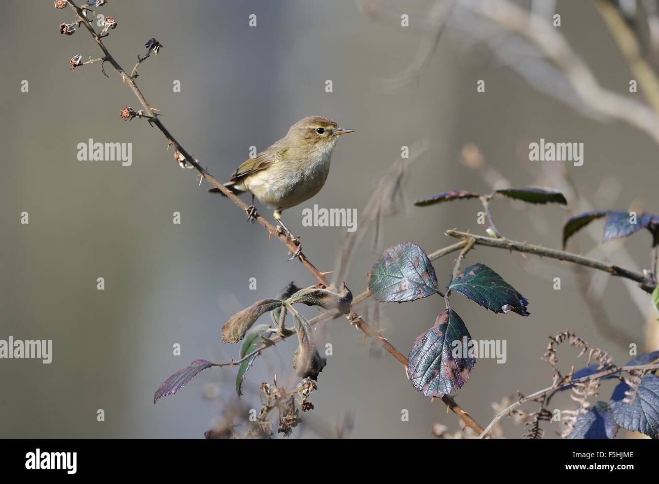 Common Chiffchaff - Eurasian Chiffchaff - Norhtern Chiffchaff ...