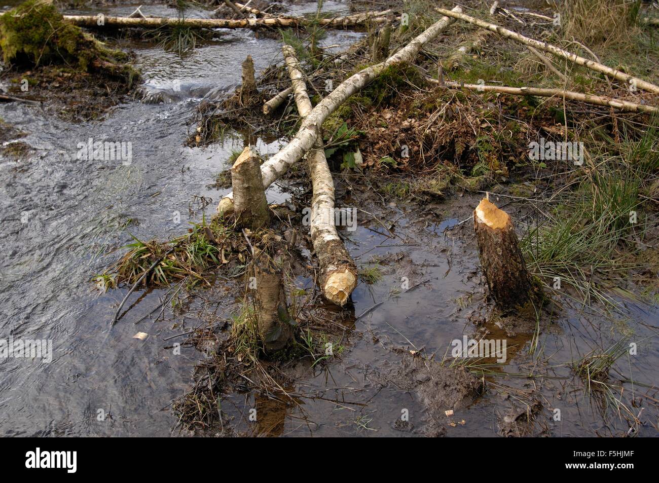 Eurasian Beaver (Castor fiber) trees cut near the river Stock Photo - Alamy
