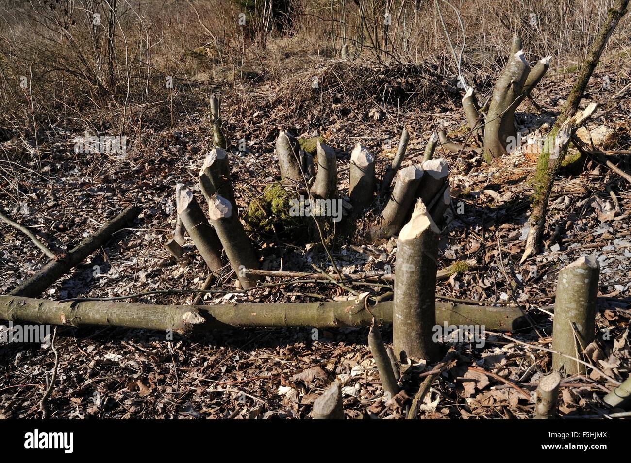 Eurasian Beaver (Castor fiber) trees cut near the river Stock Photo - Alamy