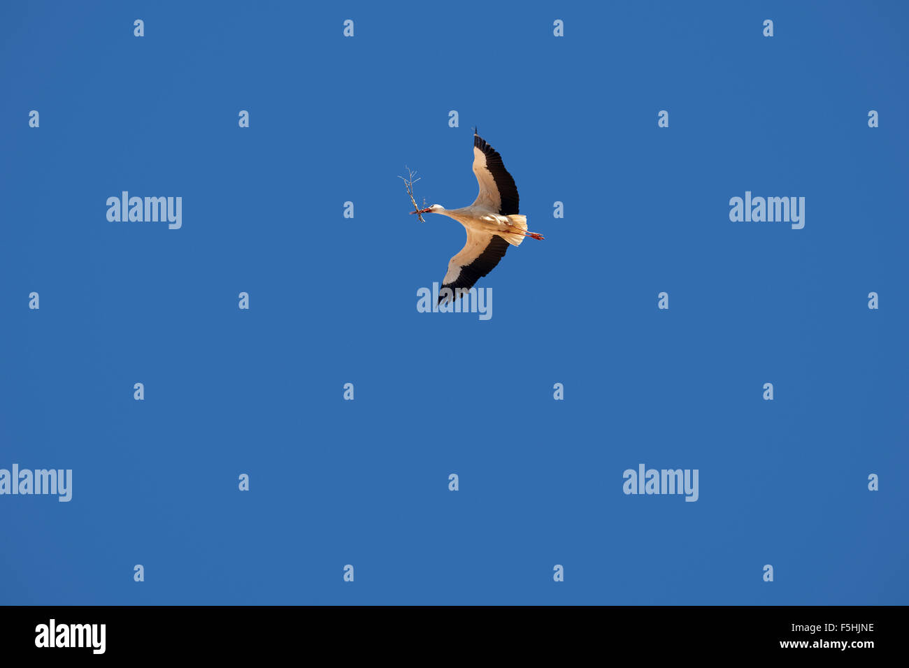 Stork flying hi-res stock photography and images - Alamy