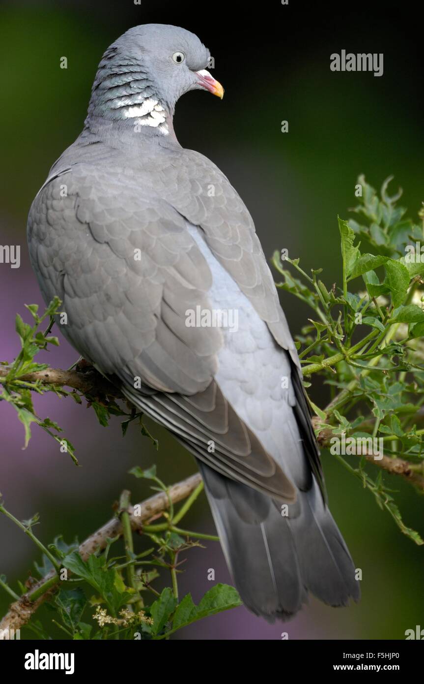 Palumba hi-res stock photography and images - Alamy