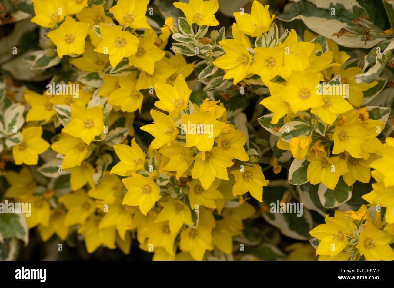 Lysimachia punctata Alexander Stock Photo - Alamy Lysimachia punctata Alexander Stock Photo - Alamy