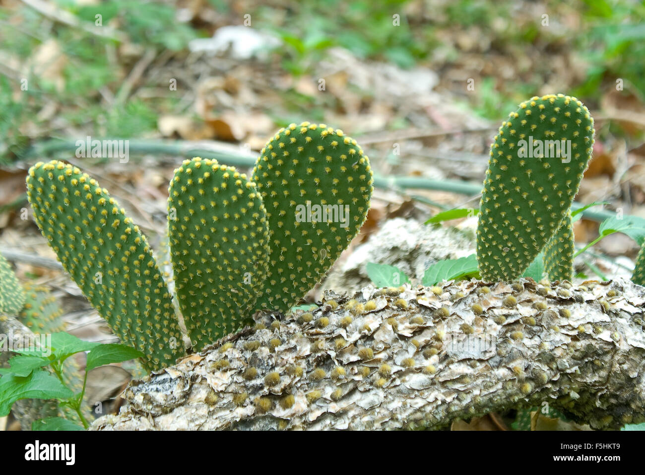 Ground cactus hi-res stock photography and images - Alamy
