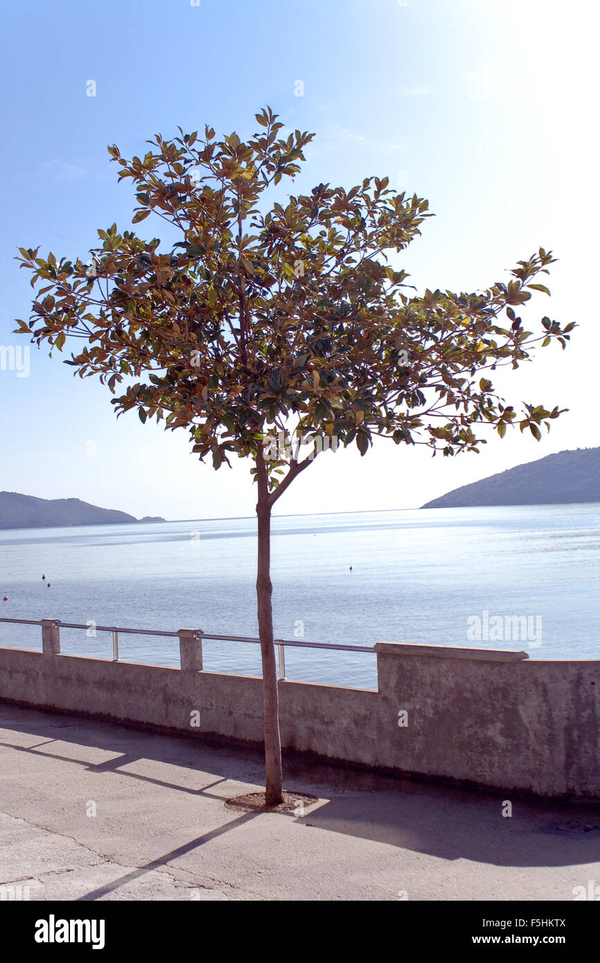 Lemon tree in front of the sea Stock Photo - Alamy