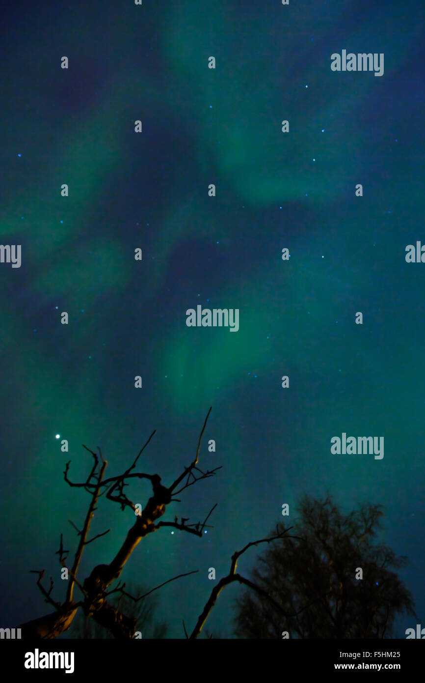 Northern lights trees hi-res stock photography and images - Alamy