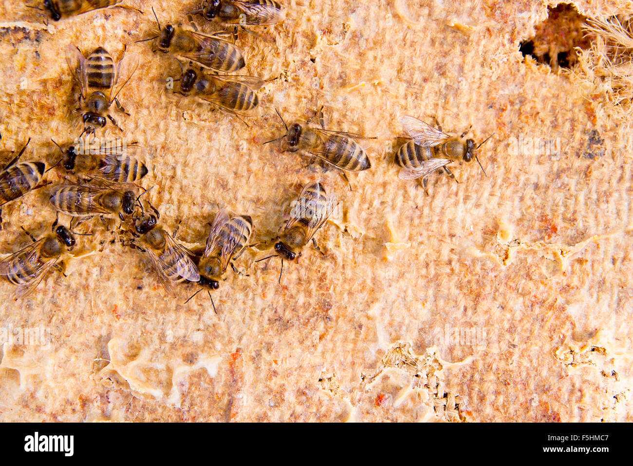 Busy bees, close up view of the working bees. Close up showing some ...