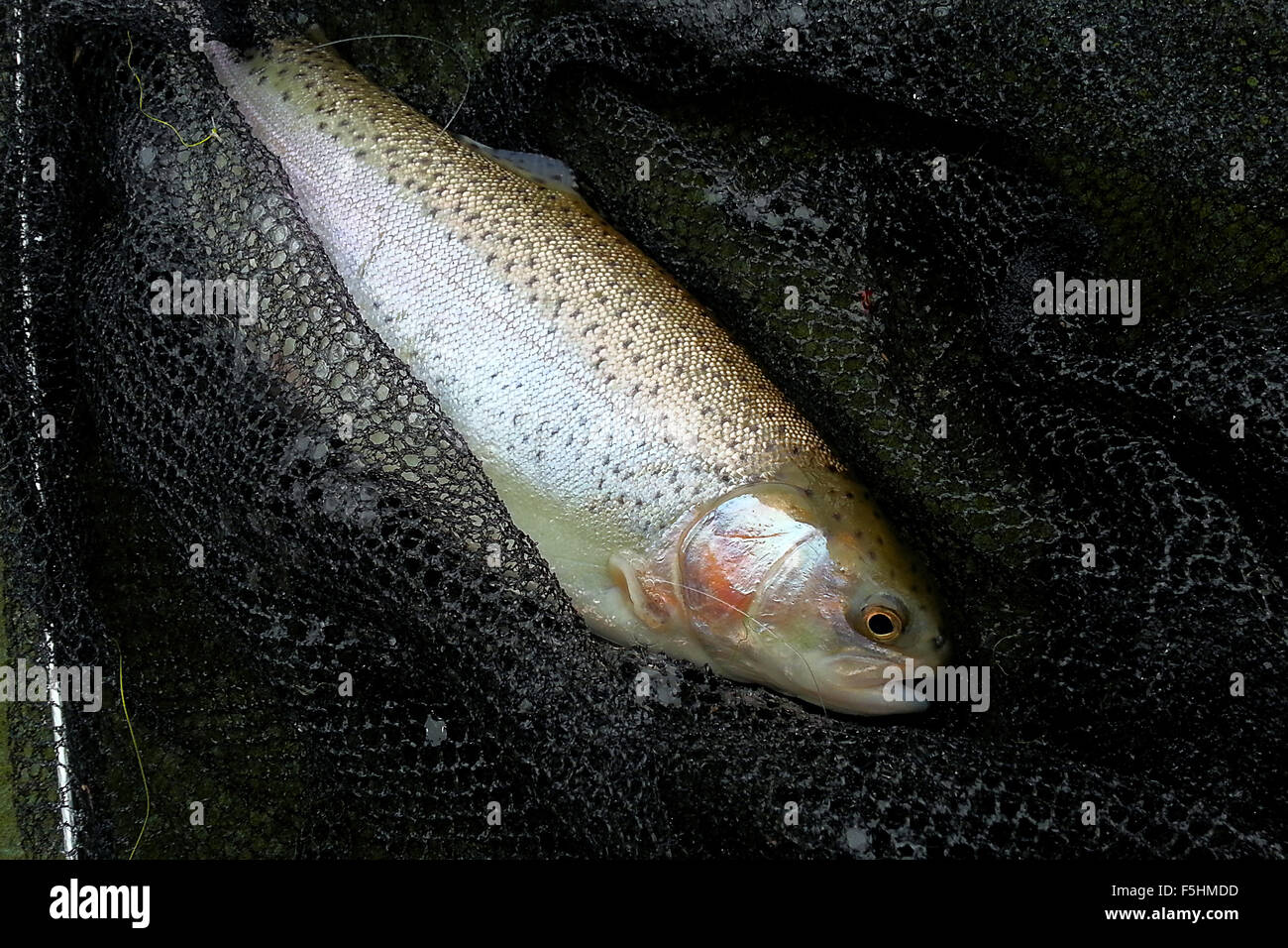 Close up view of the freshwater trout fish just taken from the water ...