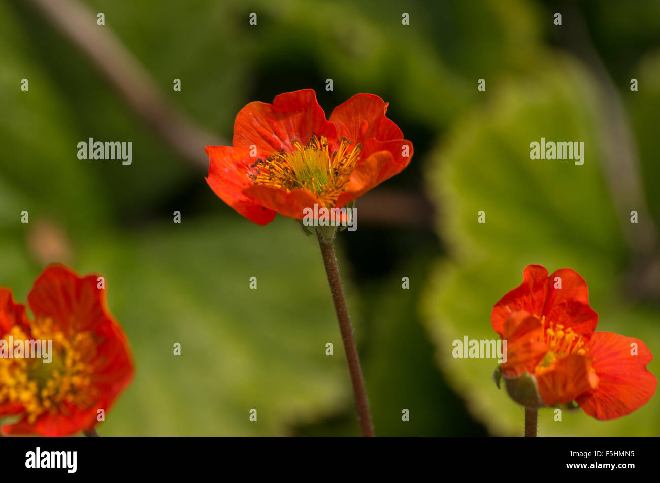 Geum coccineum hi-res stock photography and images - Alamy