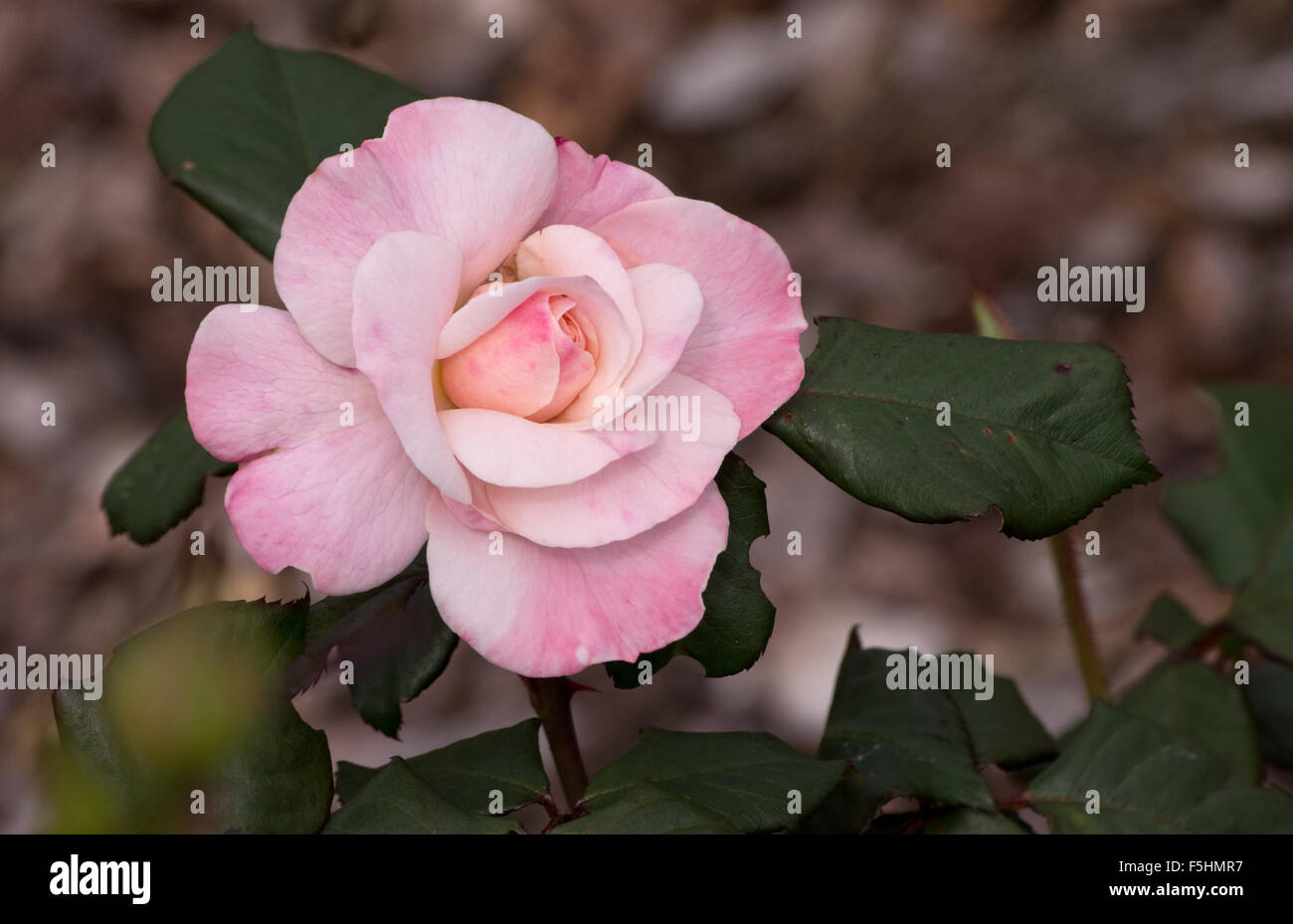 English miss rose hi-res stock photography and images - Alamy