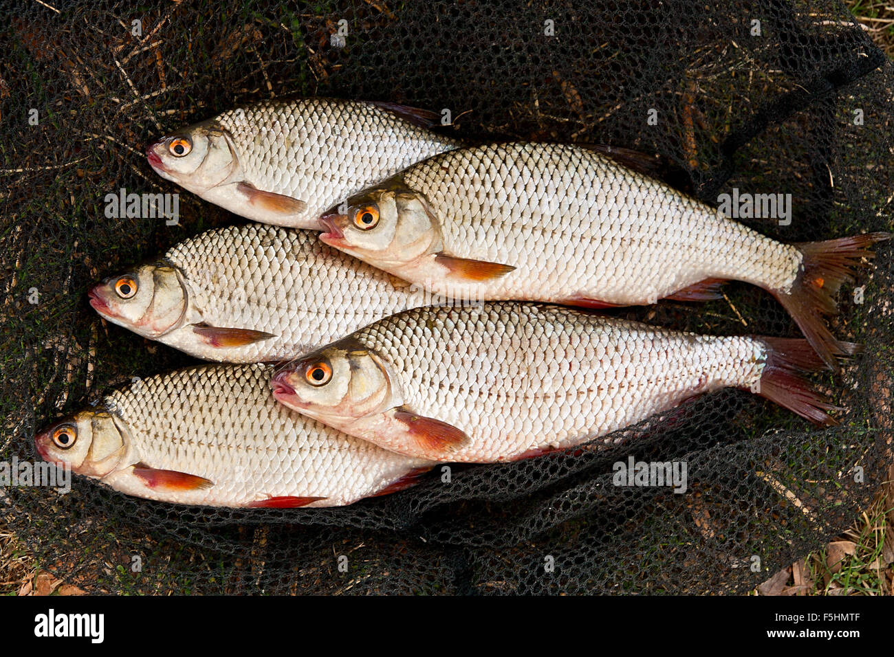 Freshwater roach fish just taken from the water. Several of roach fish ...