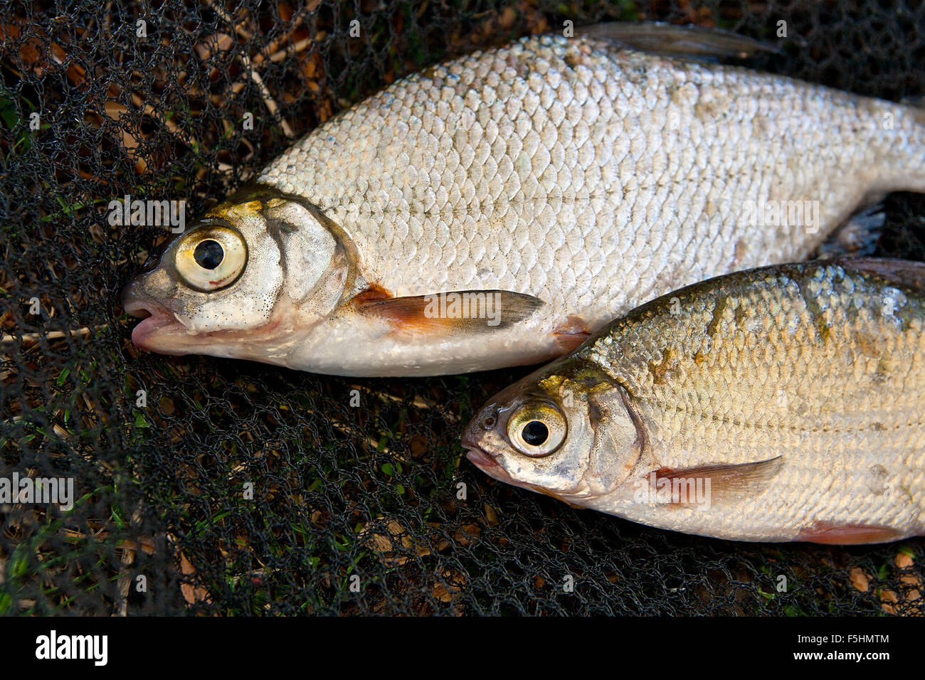 Close up view of the freshwater roach fish just taken from the water ...