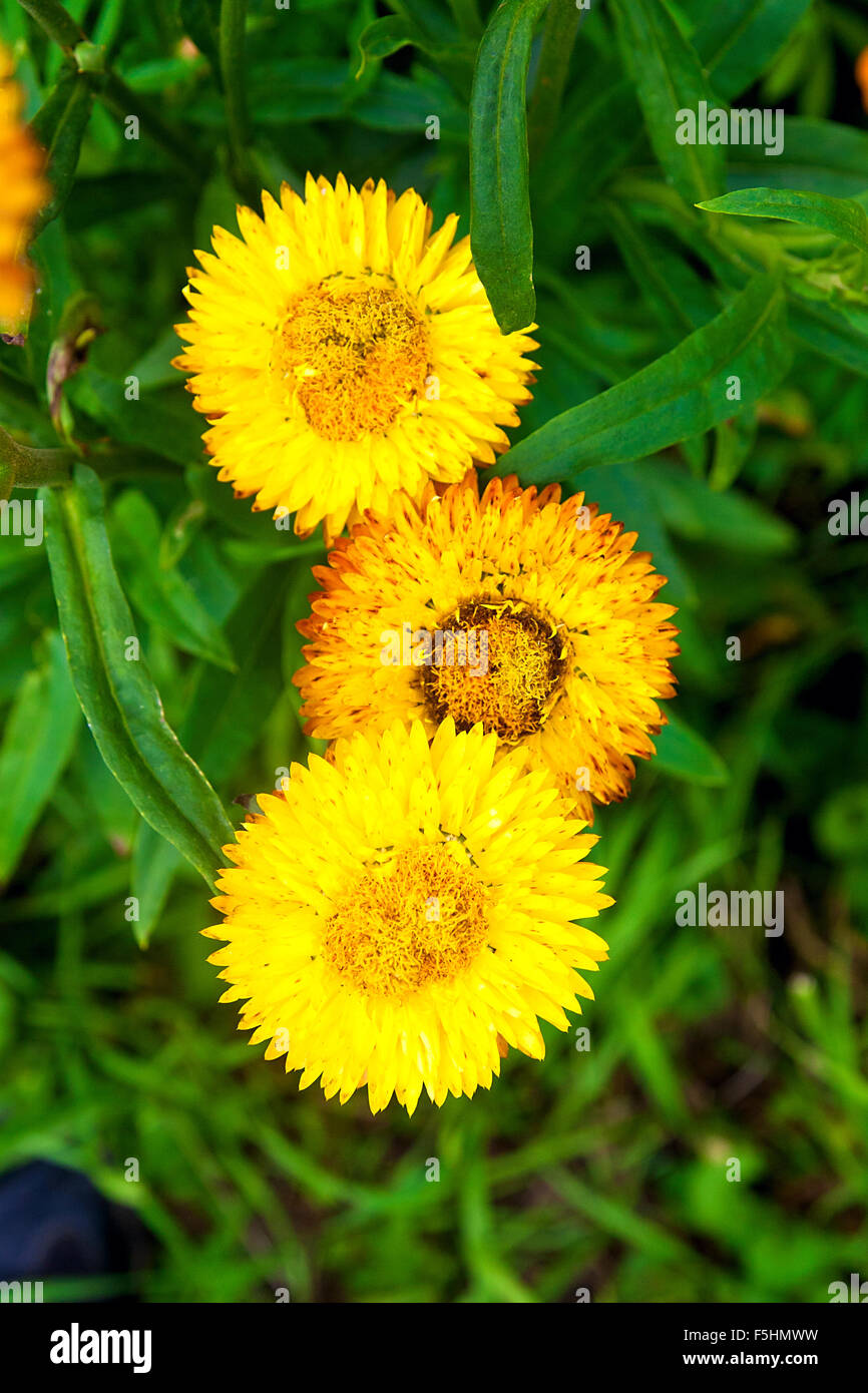 Yellow helichrysum paper daisy straw flower. Helichrysum or Straw ...