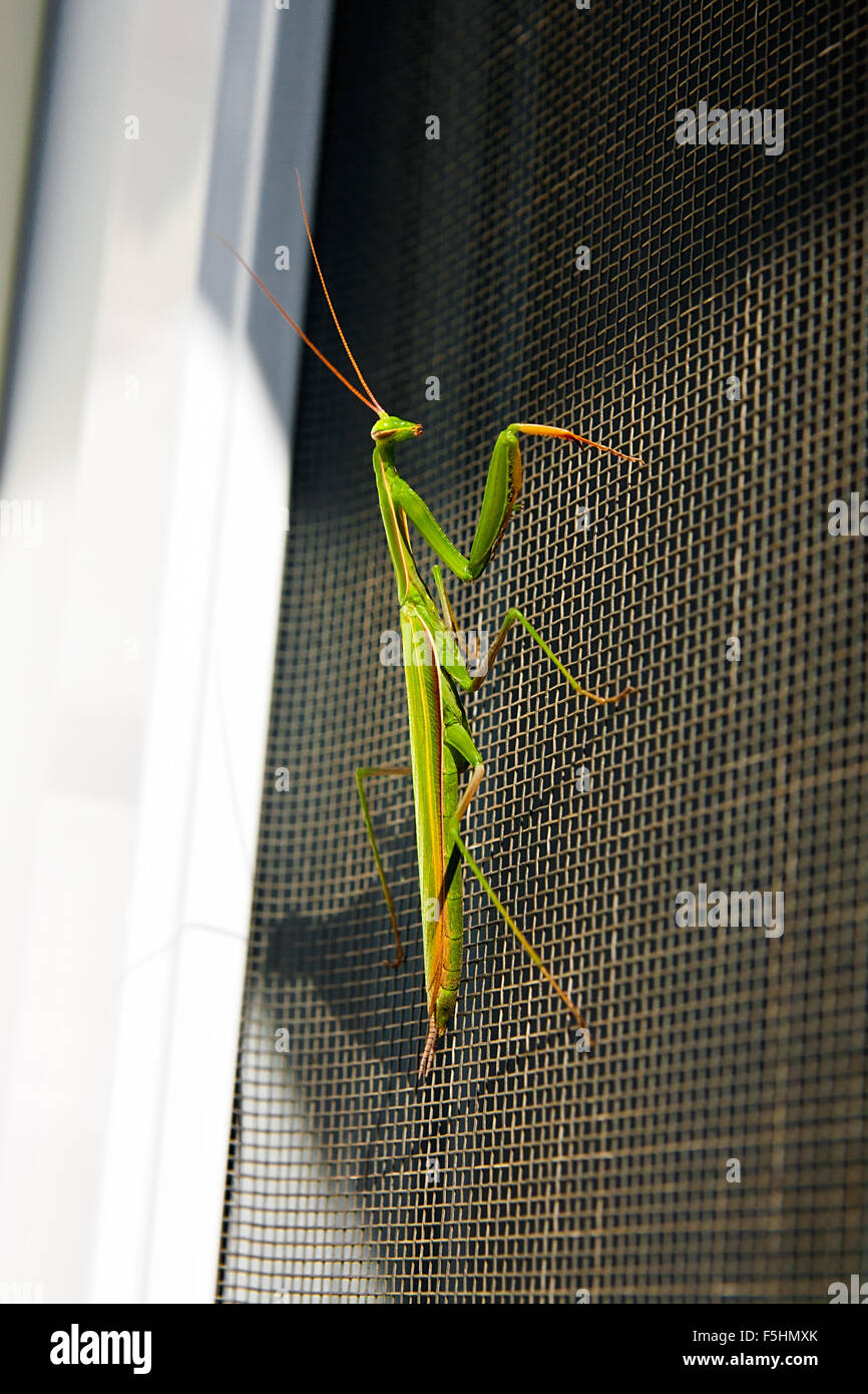 Praying Mantis insect in nature as a symbol of green natural ...