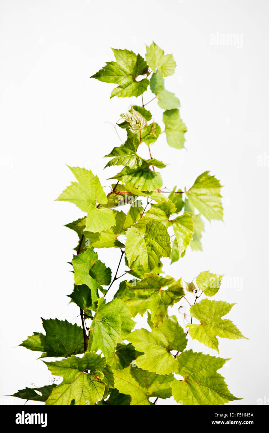 Creeper plant hi-res stock photography and images - Alamy