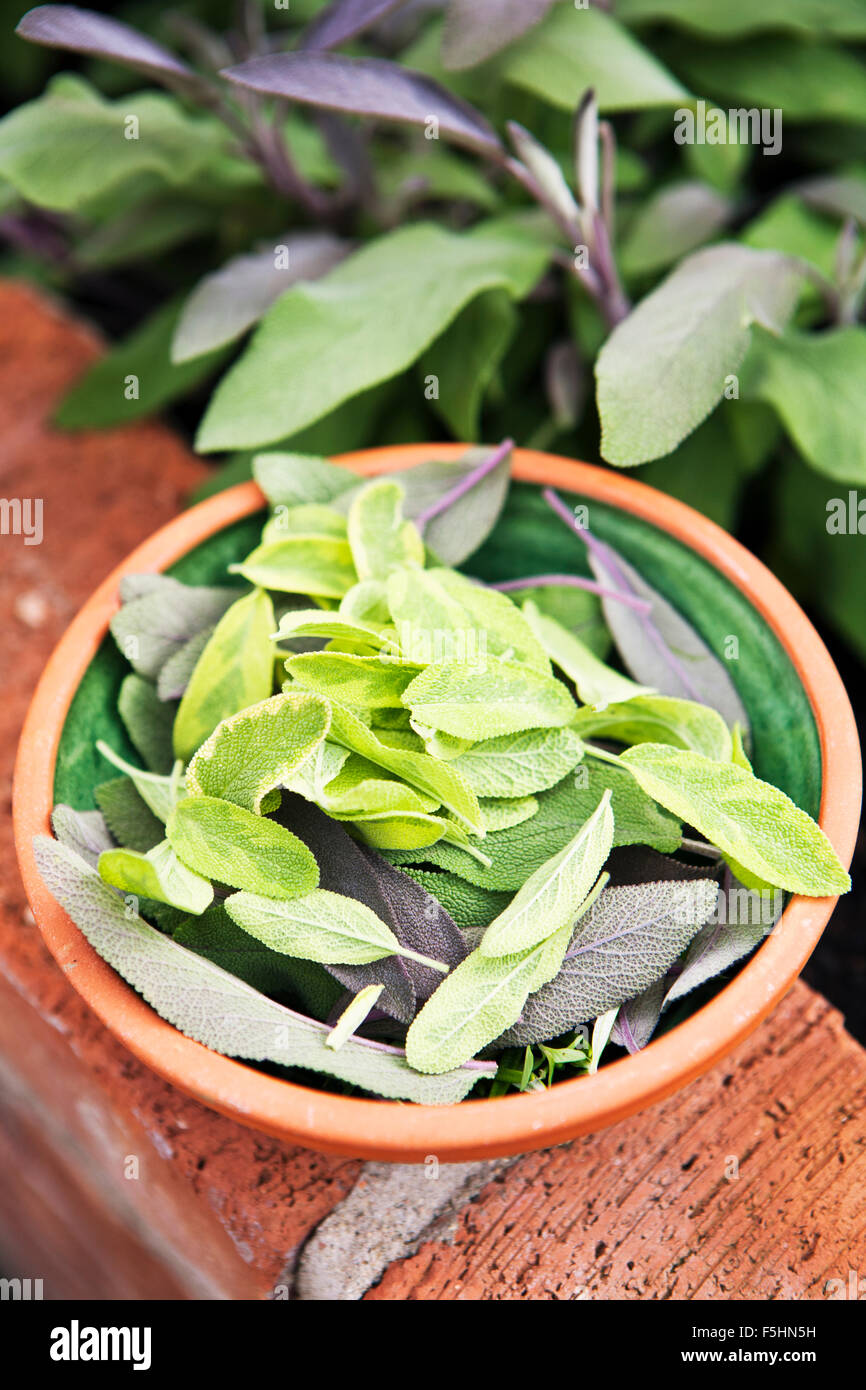 Herb leaves hi-res stock photography and images - Alamy