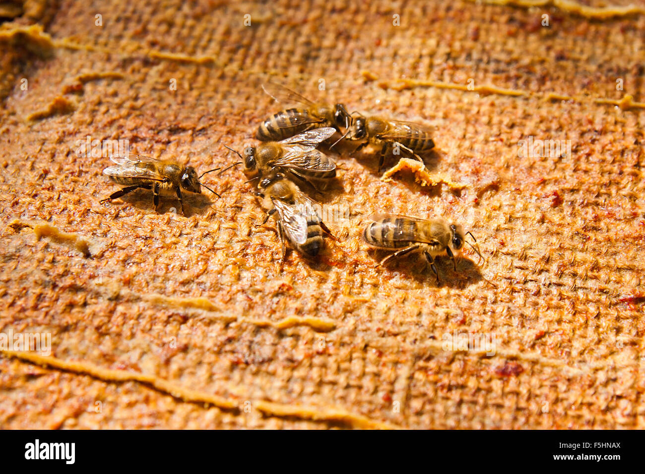 Busy bees, close up view of the working bees. Close up showing some ...