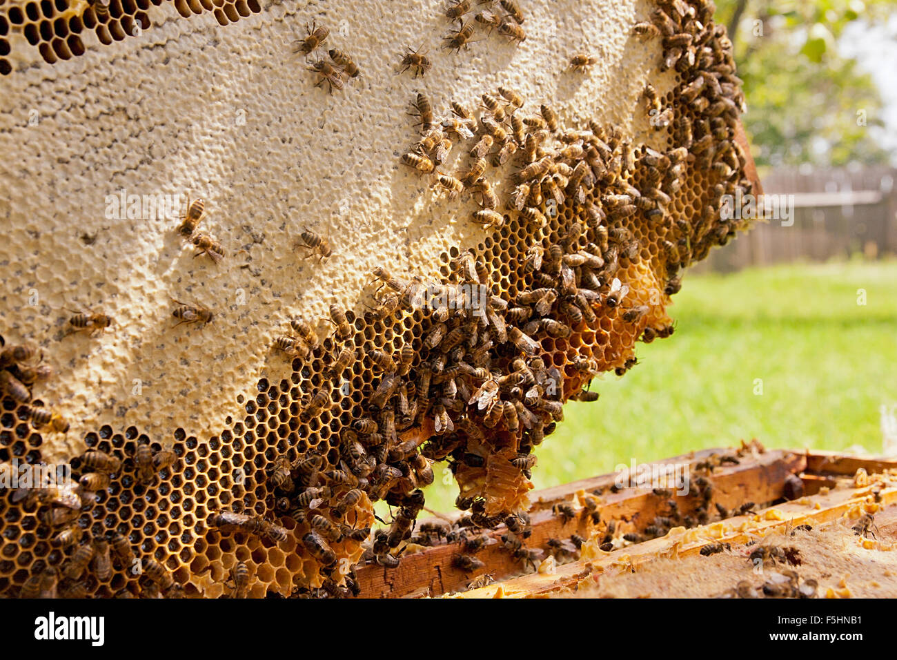 Close up view of the opened hive body showing the frames populated by ...