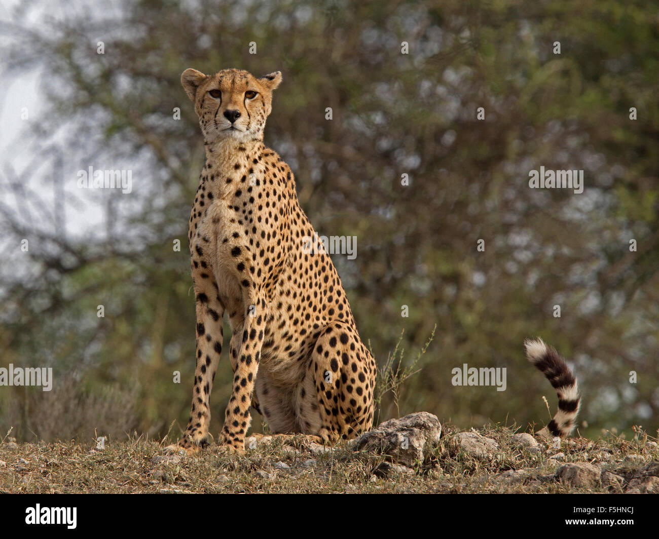 Female cheetah sitting, watching Stock Photo - Alamy